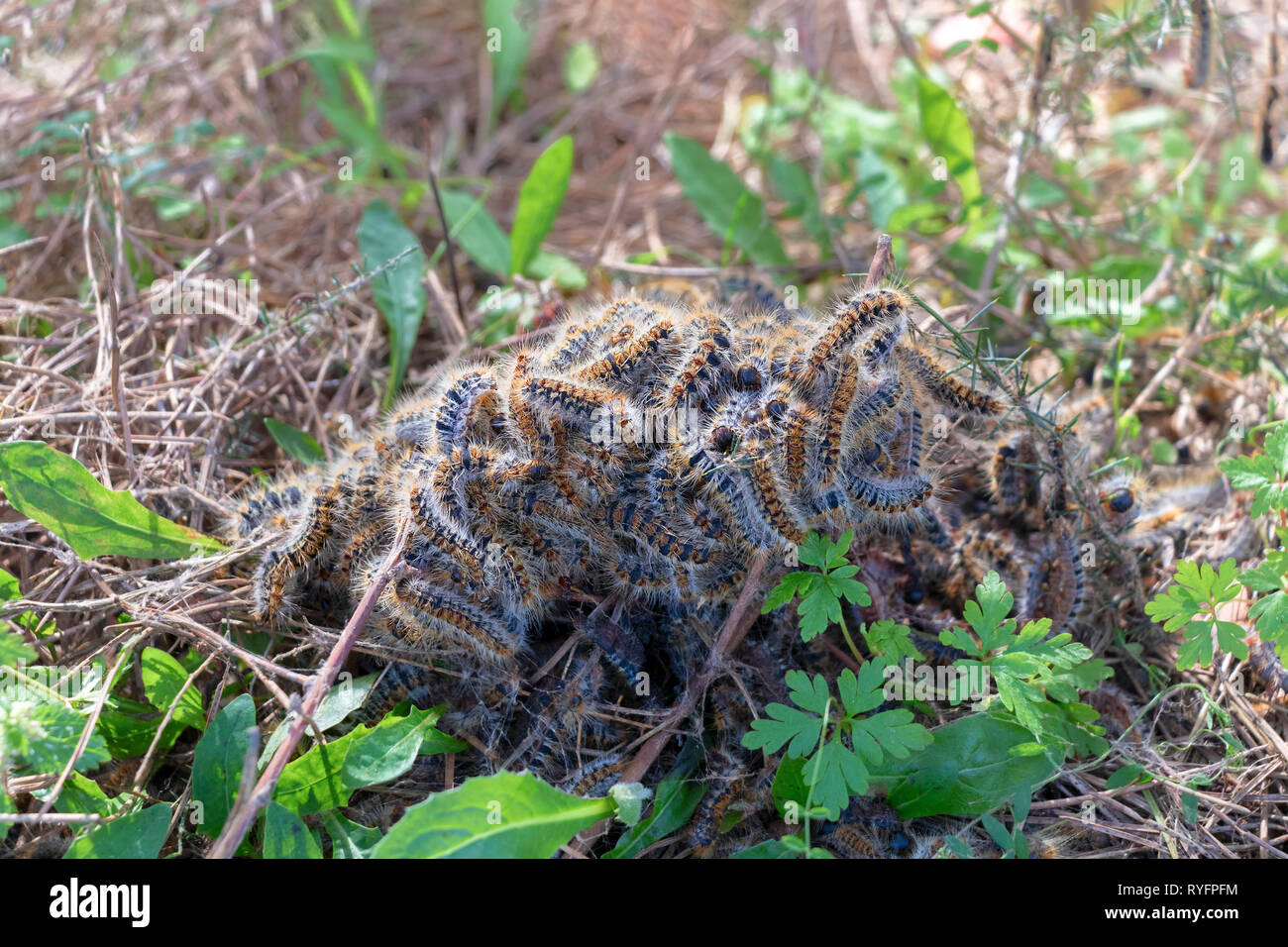 Pine processionary nest Stock Photo - Alamy