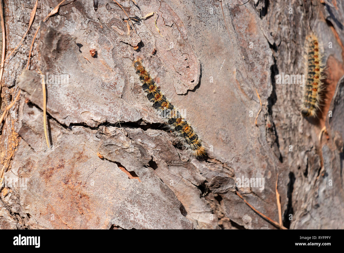 Pine procession caterpillars hi-res stock photography and images - Alamy