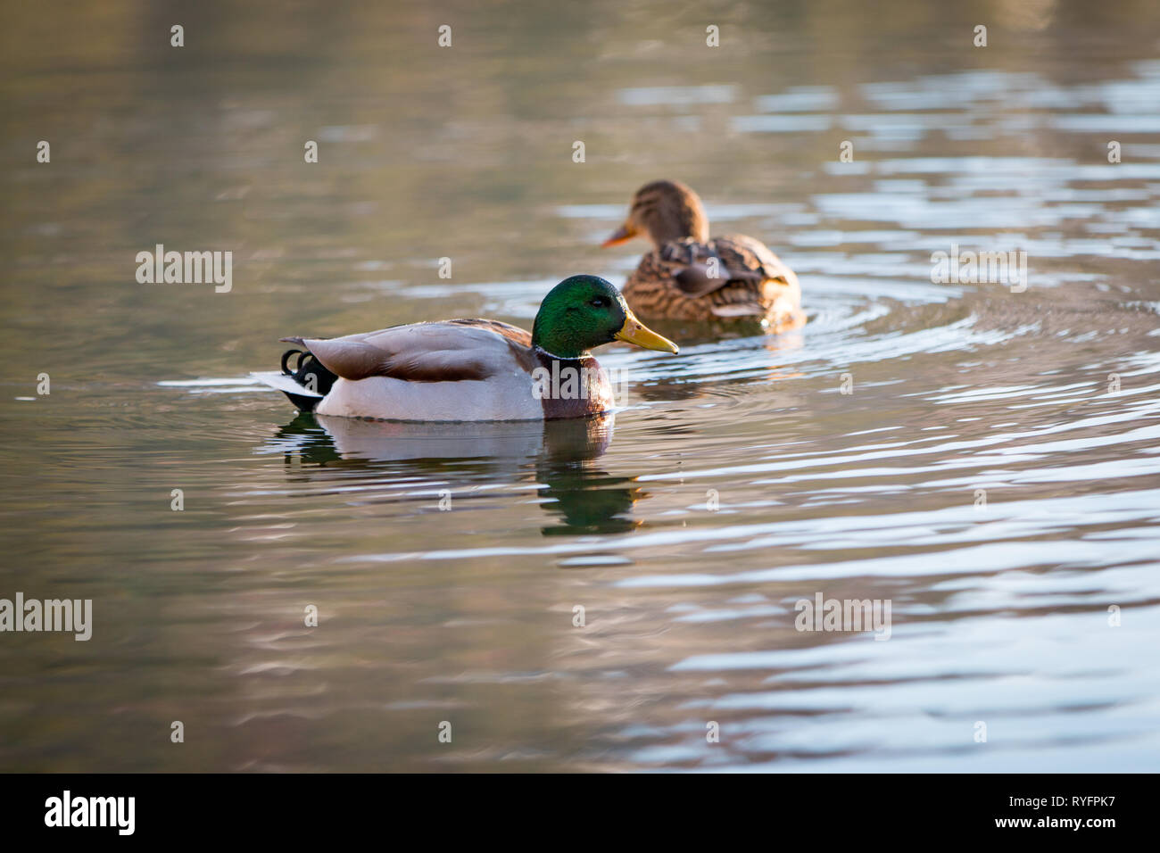 Ripple water ducks hi-res stock photography and images - Alamy