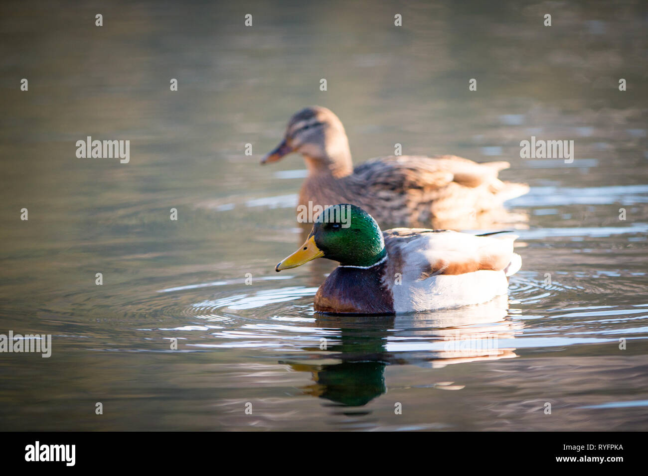 Ripple water ducks hi-res stock photography and images - Alamy