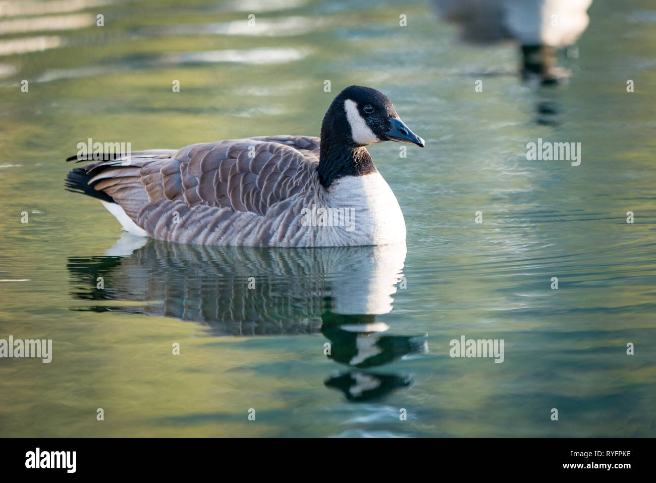 Goose floating on a lake Stock Photo - Alamy
