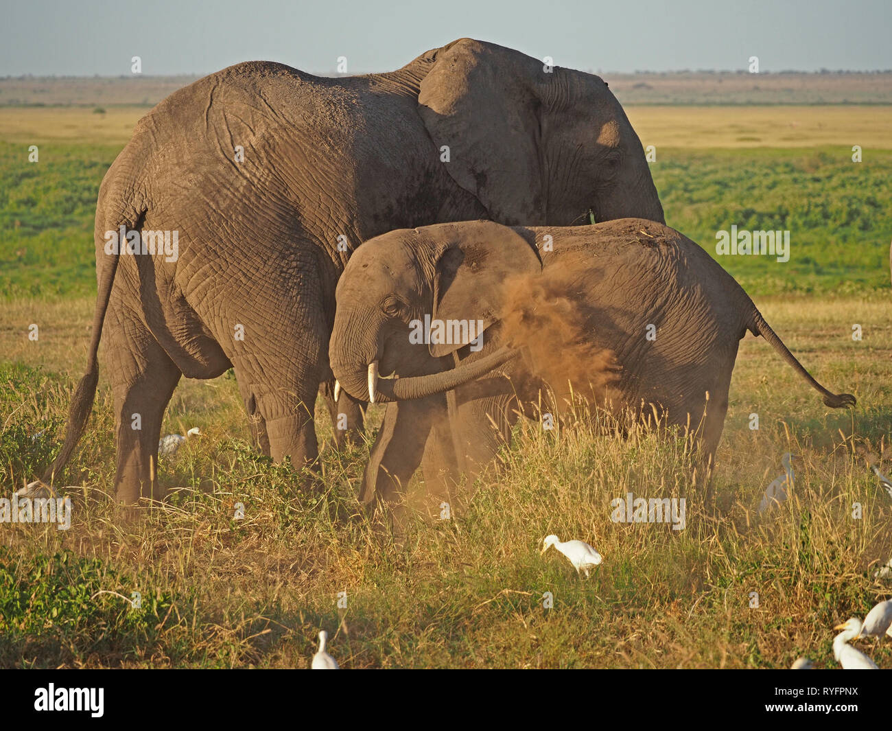 Tail swish elephant hi-res stock photography and images - Alamy