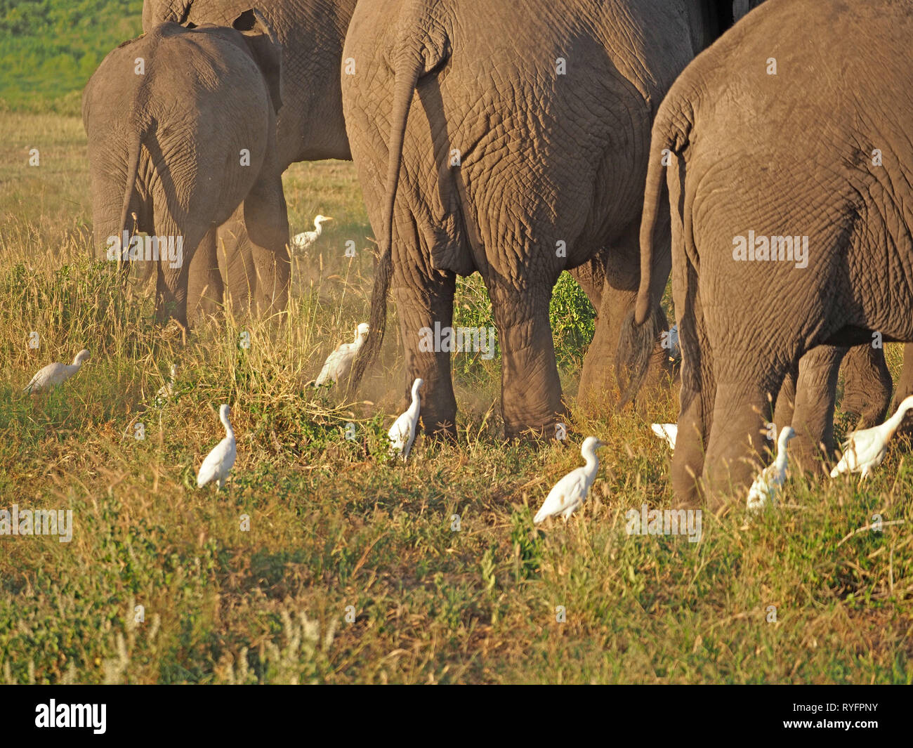 Elephant tail swish hi-res stock photography and images - Alamy