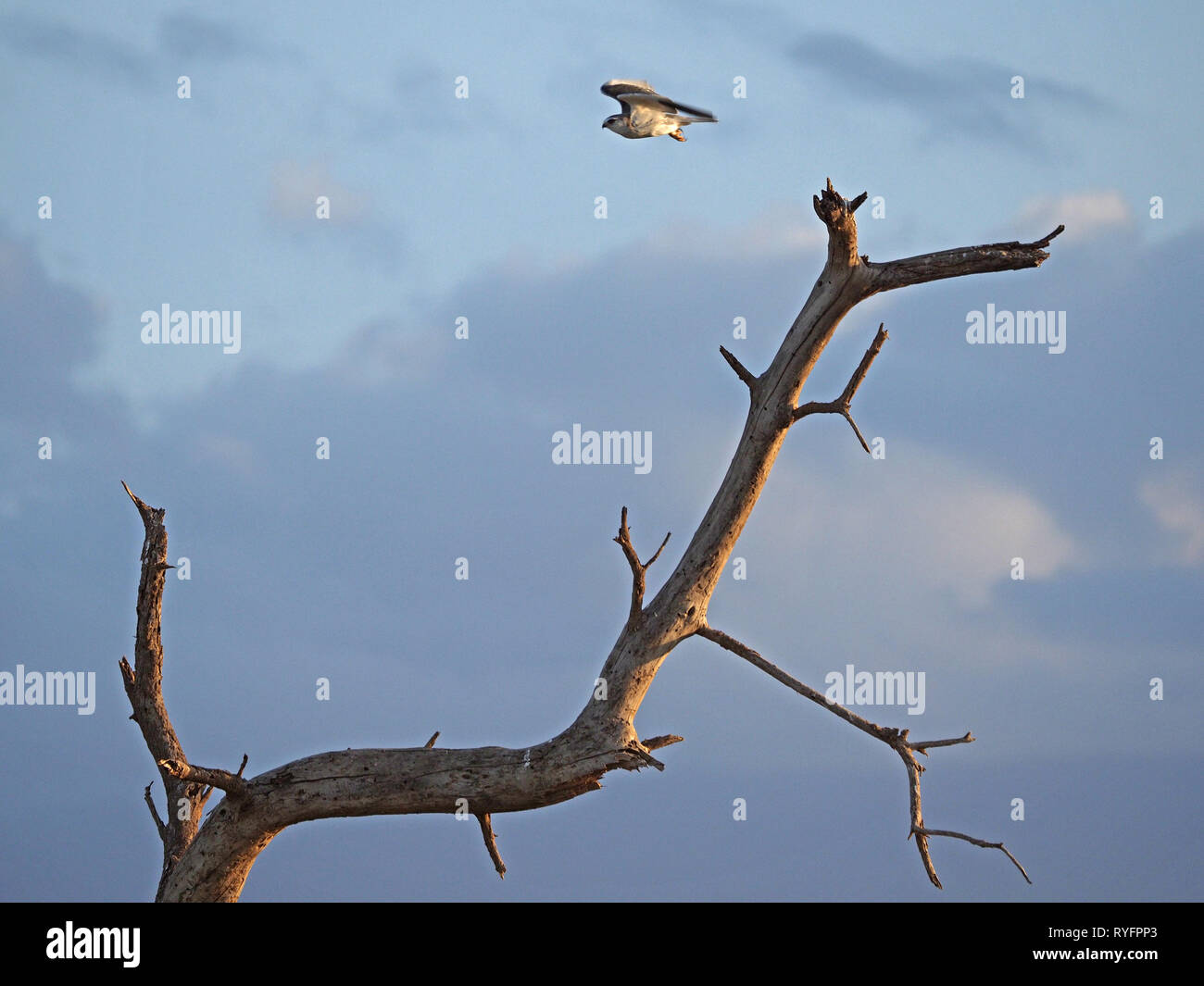 artistic rendering of a Black shouldered kite/Black winged Kite (Elanus ...