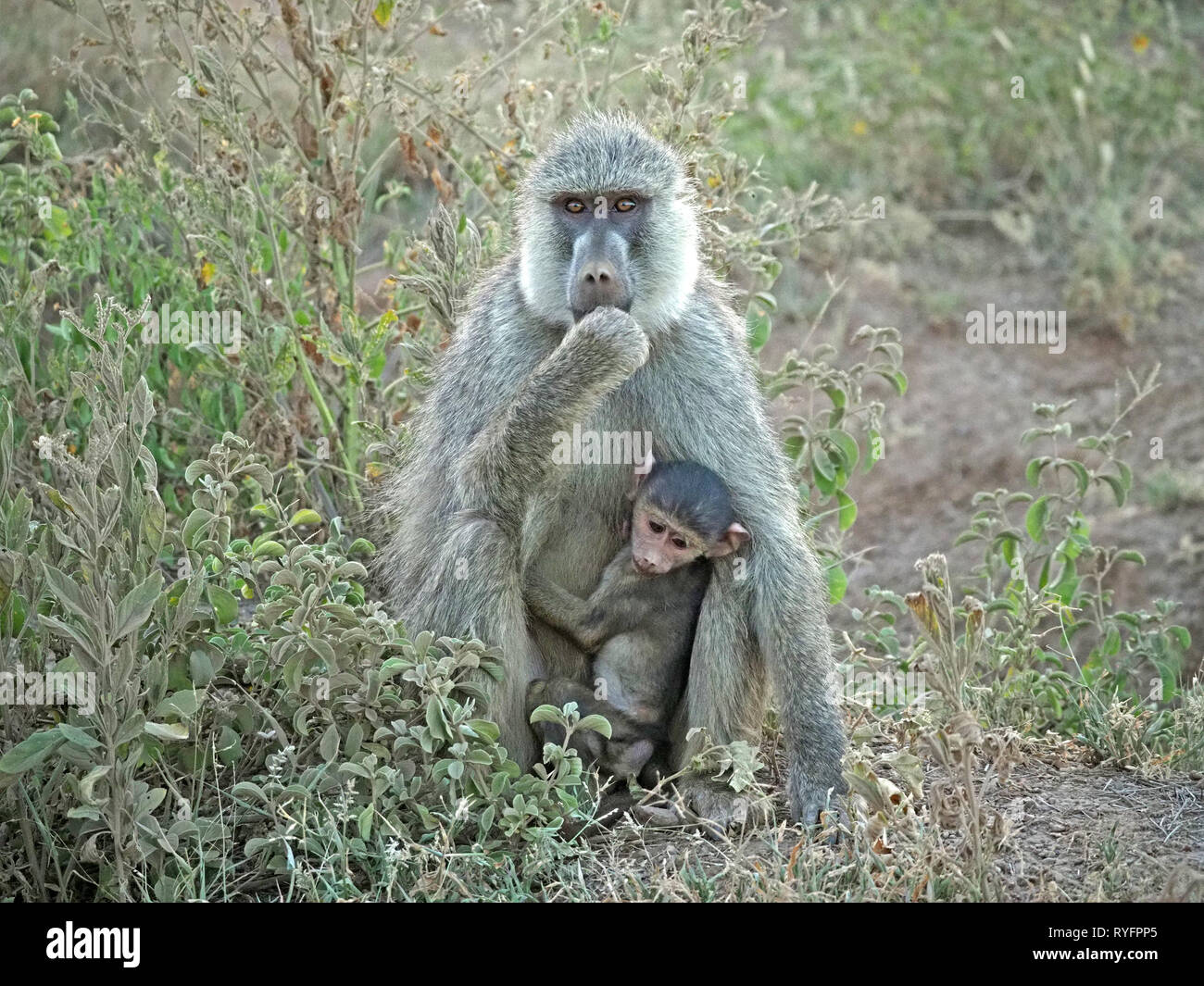 staring mother Olive baboon (Papio anubis) and child sit contented ...