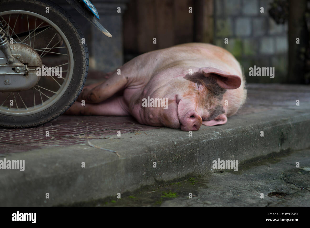 Big fat pig hi-res stock photography and images - Alamy