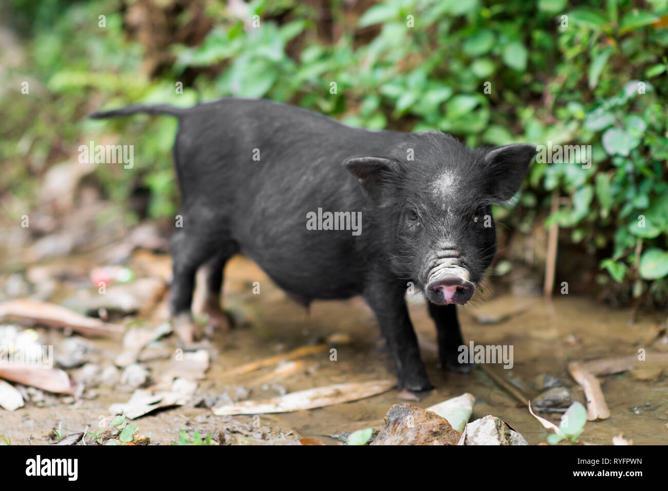Little cute black baby pig in a farm in Sapa, Lao Cai, Vietnam Stock ...