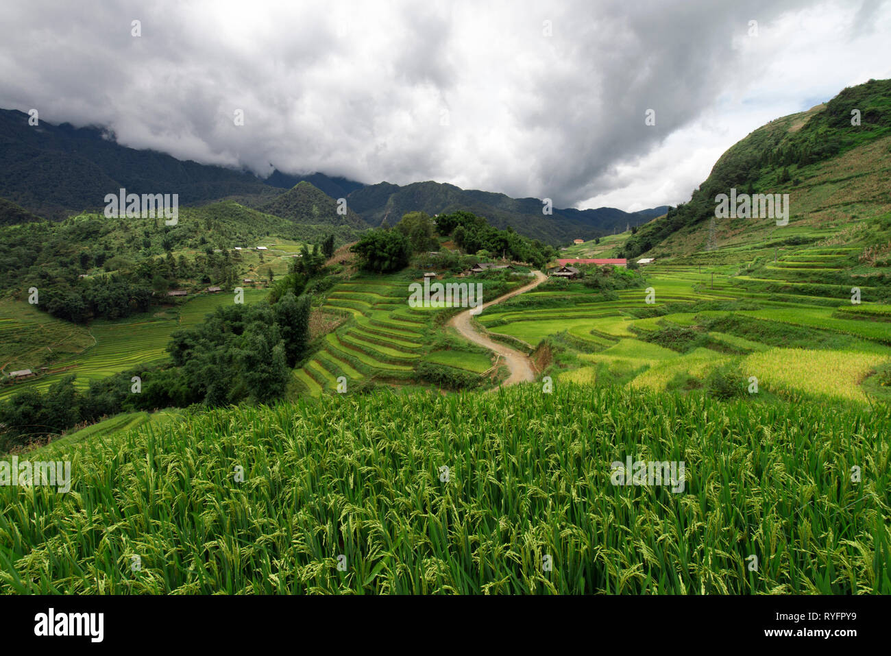 Green rice terraces landscape hi-res stock photography and images - Alamy