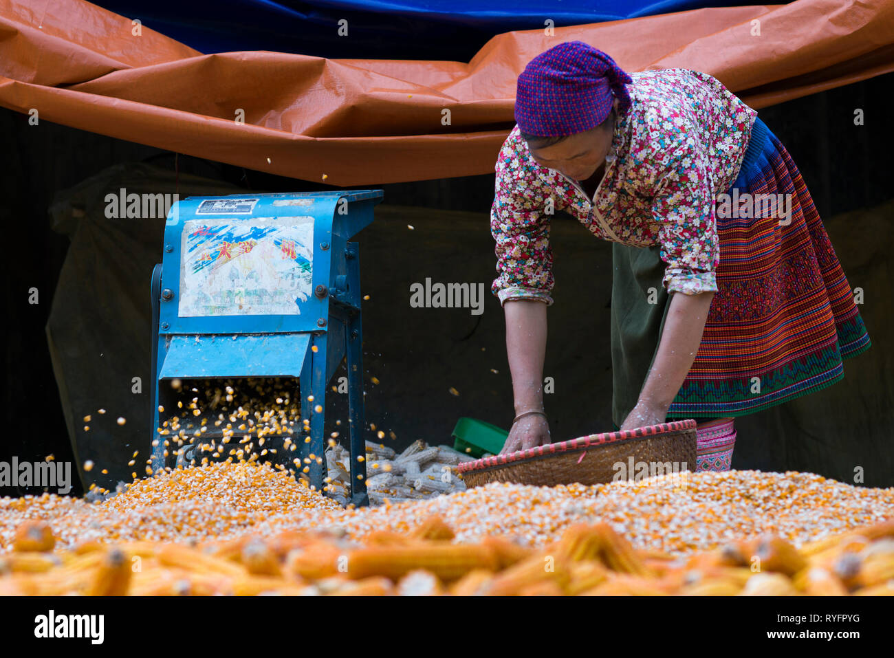 Vietnamese Hmong woman farmer working with corn in a village of Sapa ...
