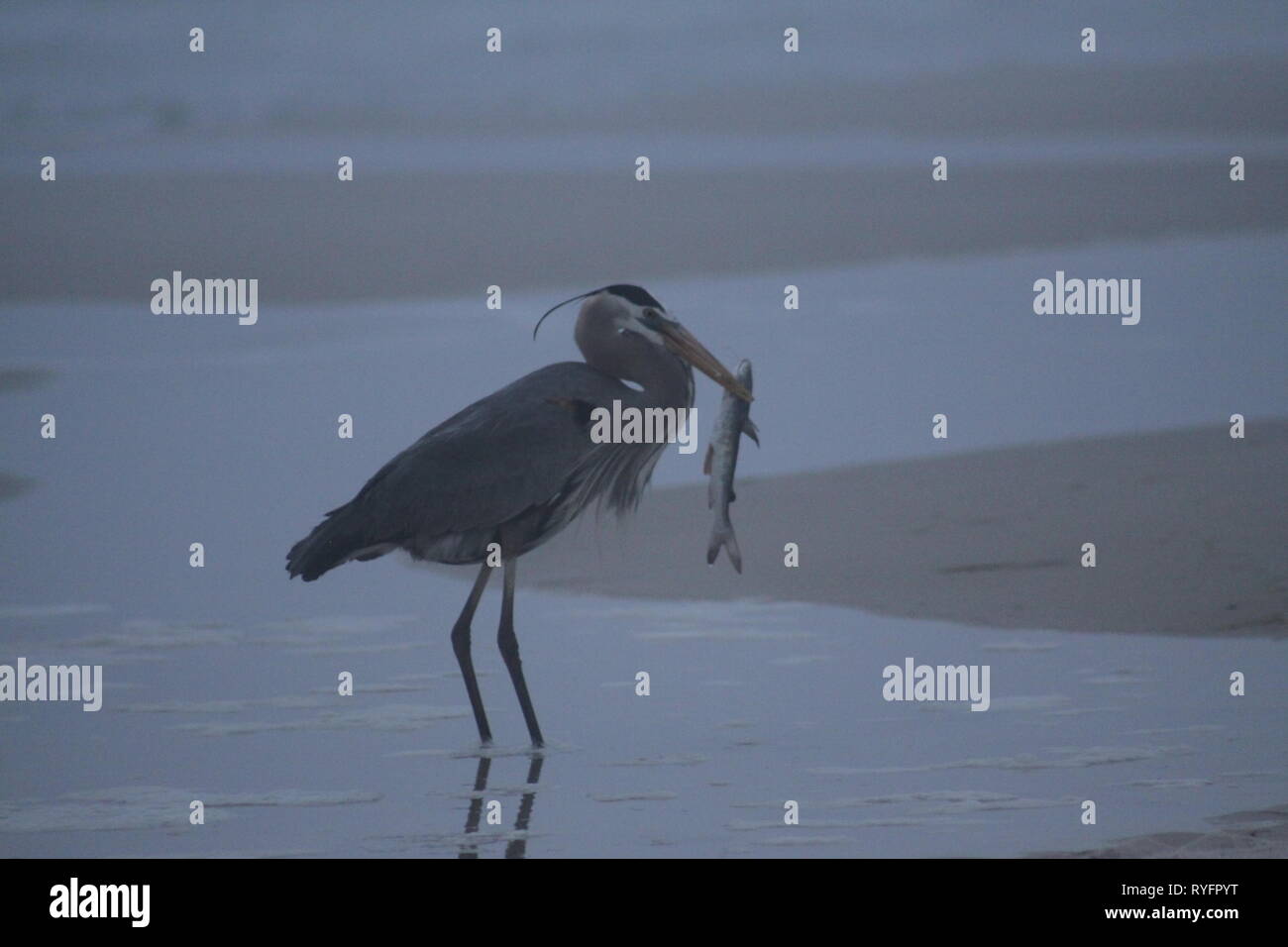 Sand catfish hi-res stock photography and images - Alamy