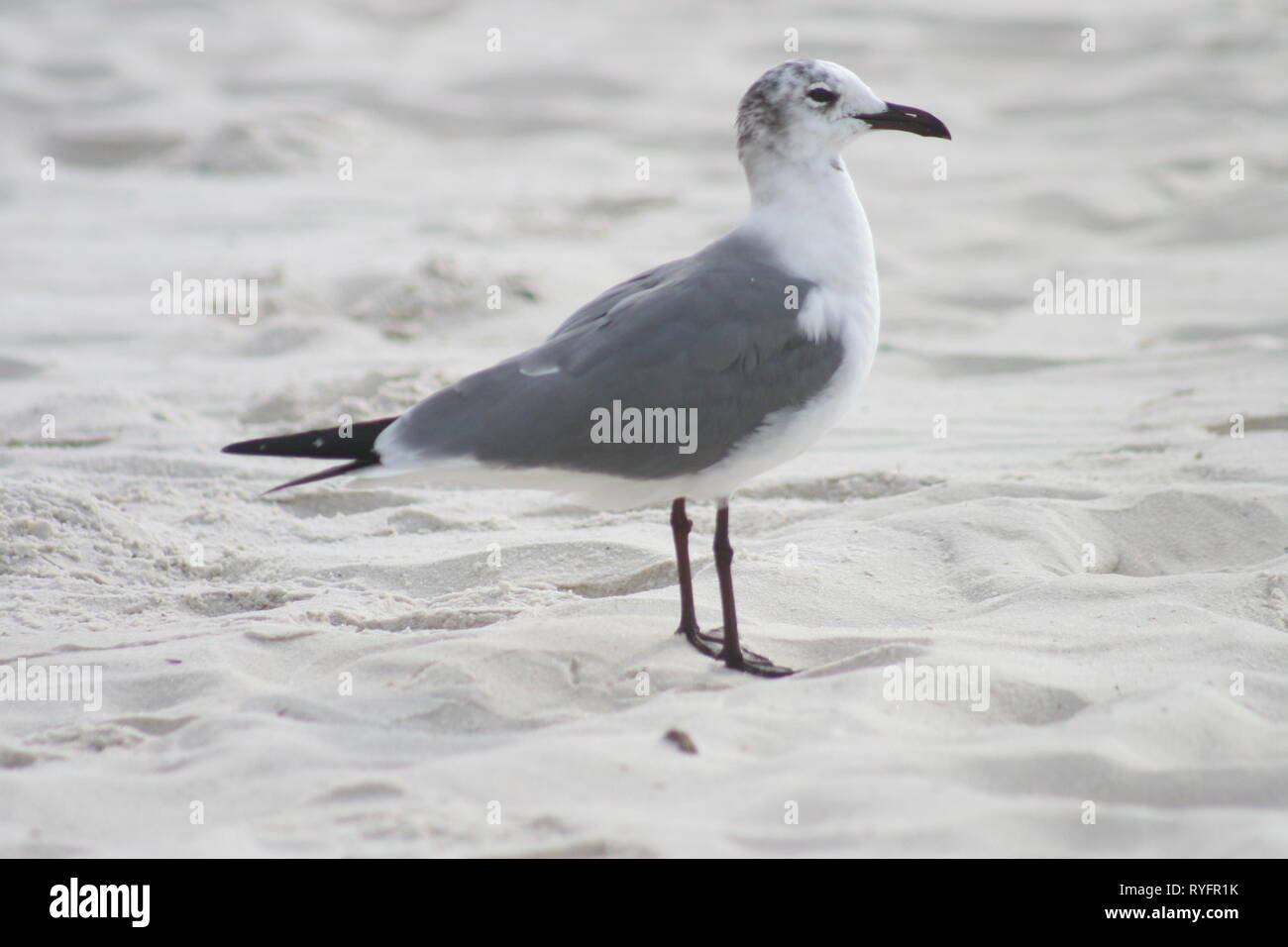 Stern gaze hi-res stock photography and images - Alamy