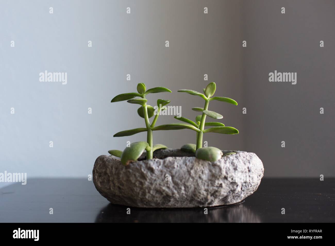 Two succulent plants in a shallow pot Stock Photo - Alamy
