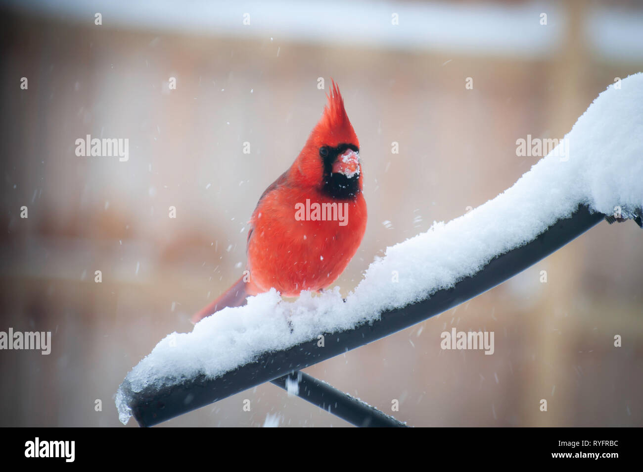 Cardinal male bird photography hi-res stock photography and images - Alamy