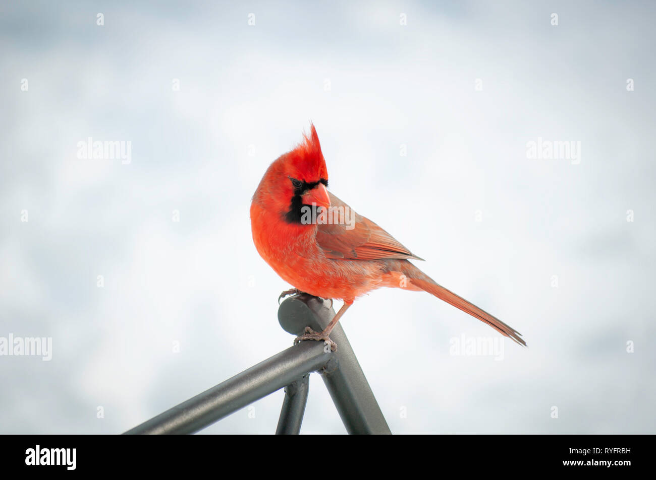 Boy cardinal hi-res stock photography and images - Alamy