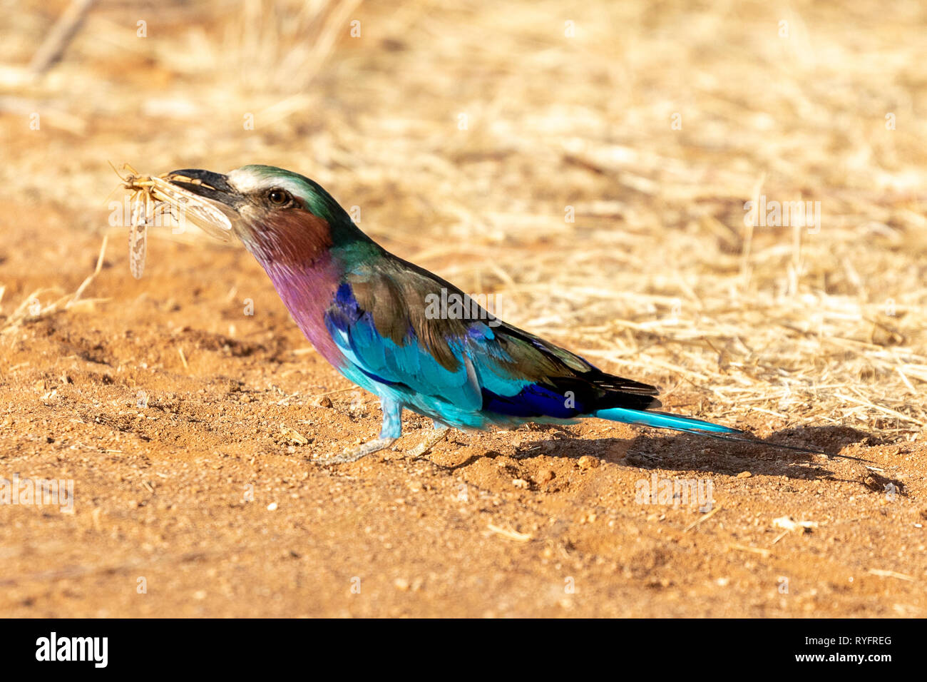 Insect of africa hi-res stock photography and images - Alamy