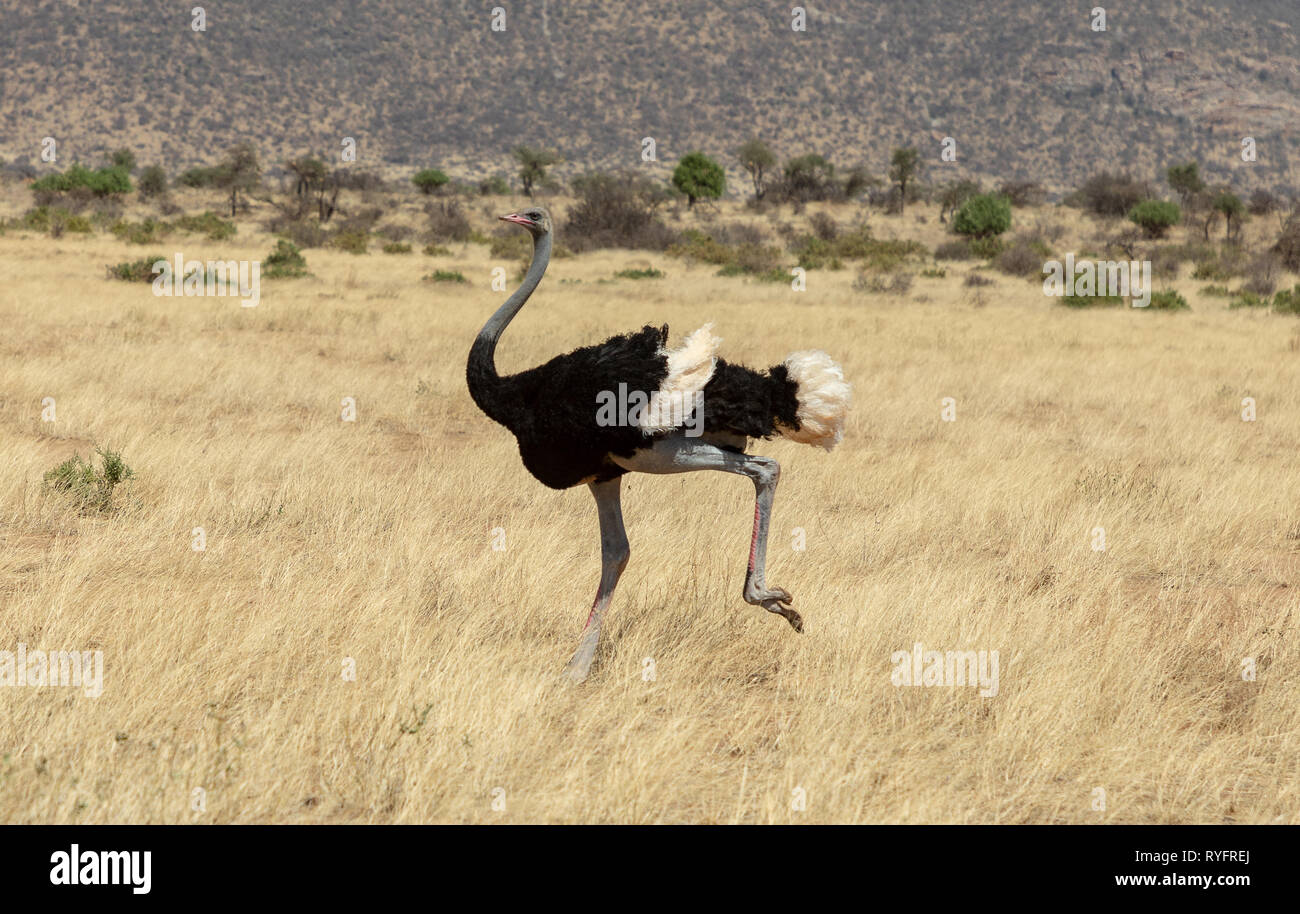 Curious african ostrich walking hi-res stock photography and images - Alamy