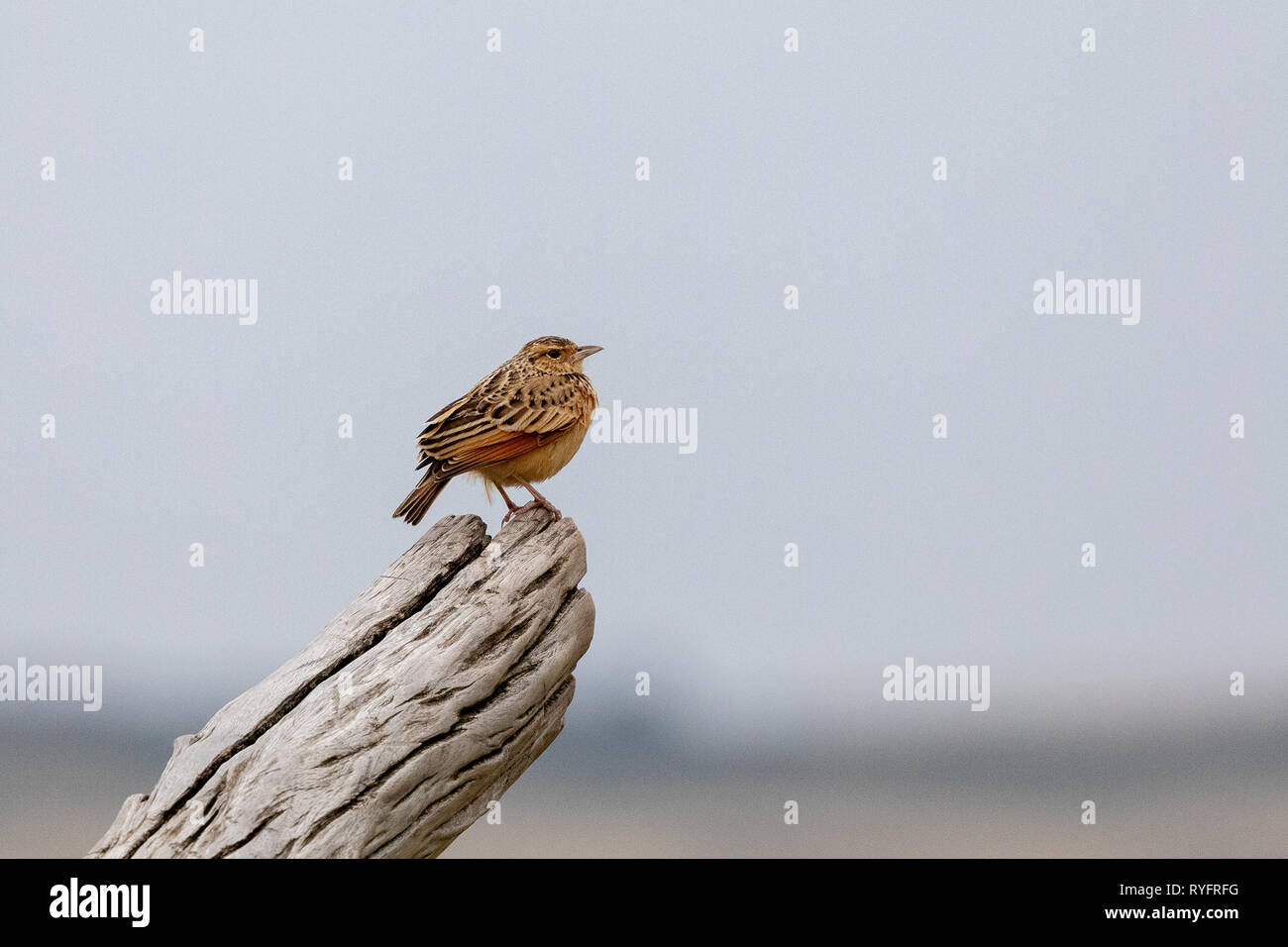 African lark hi-res stock photography and images - Alamy