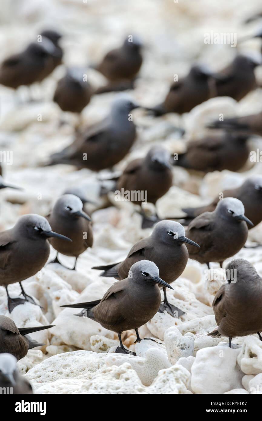 Easter island birds hi-res stock photography and images - Alamy