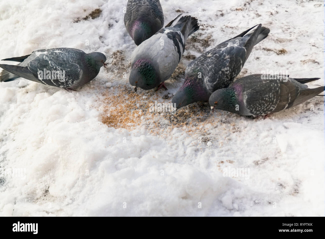 Feeding feral pigeons with millet spread out on the snow Stock Photo ...