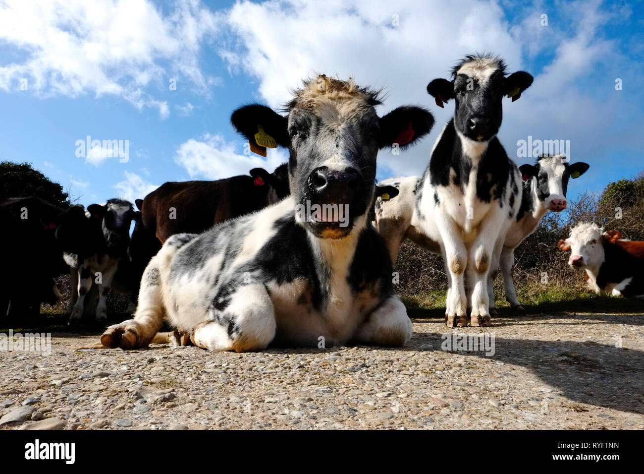Sitting Cows High Resolution Stock Photography and Images - Alamy