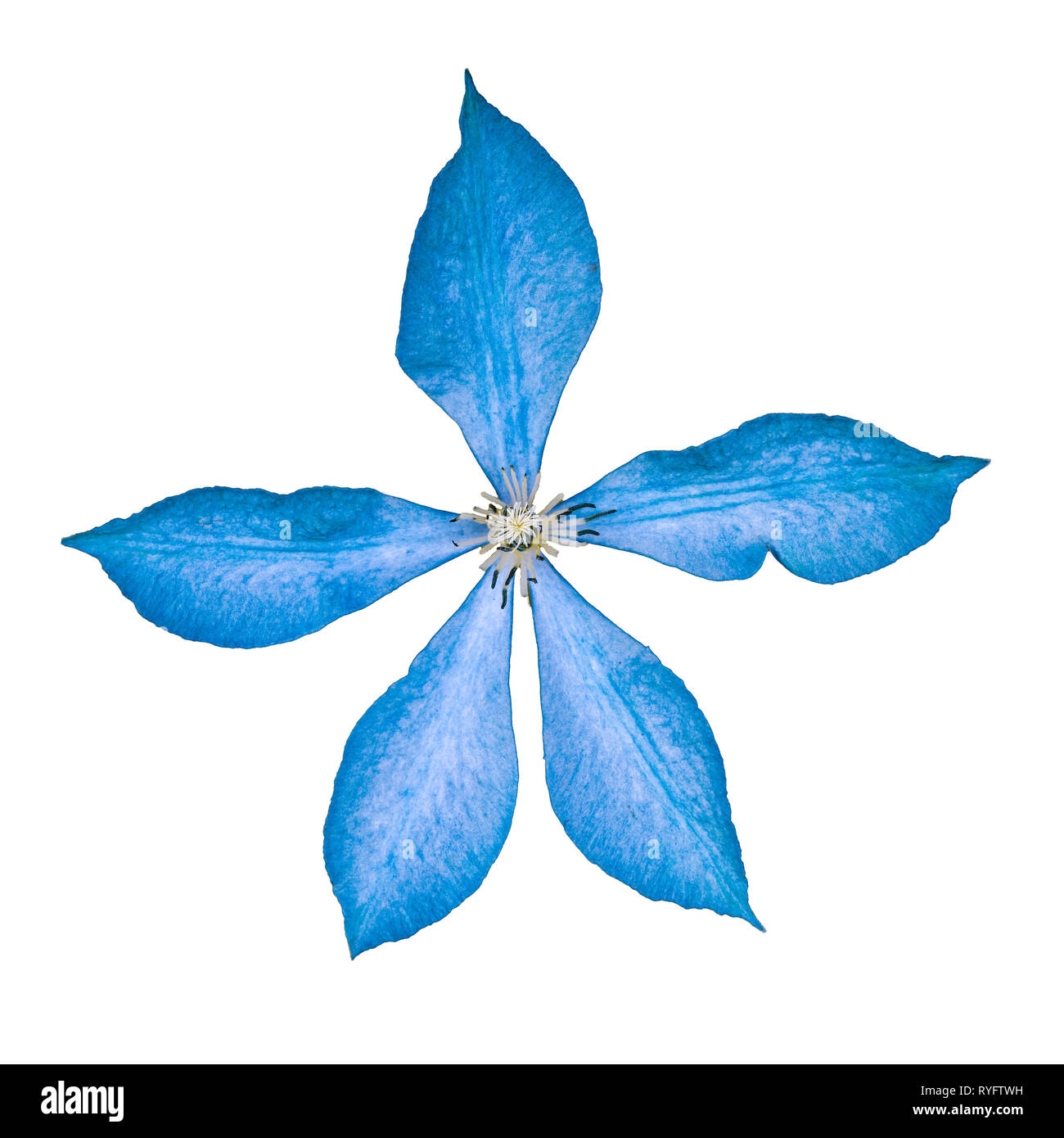 Yellow spring flower five petals hi-res stock photography and images ...