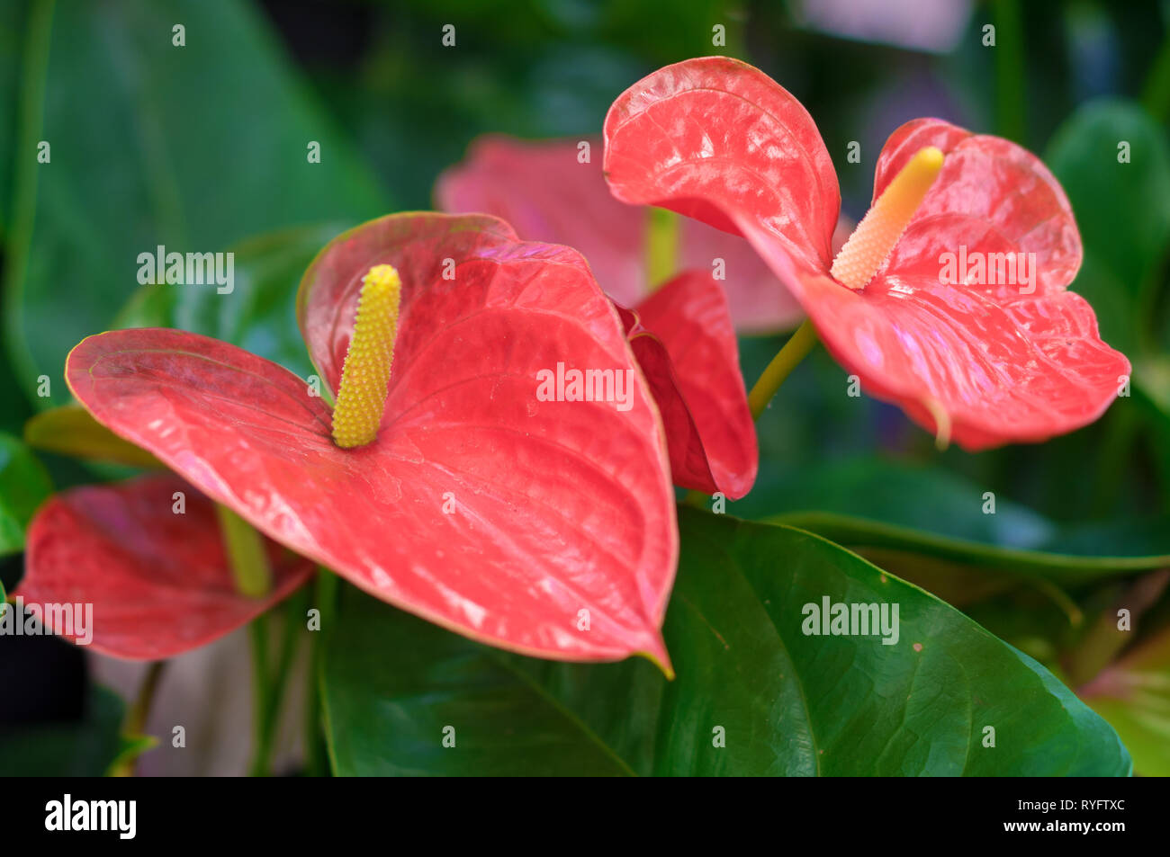 Flamingo flowers hi-res stock photography and images - Alamy