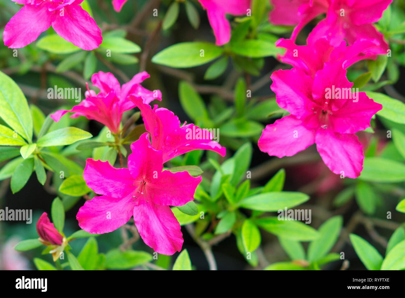 Indian azalea hi-res stock photography and images - Alamy