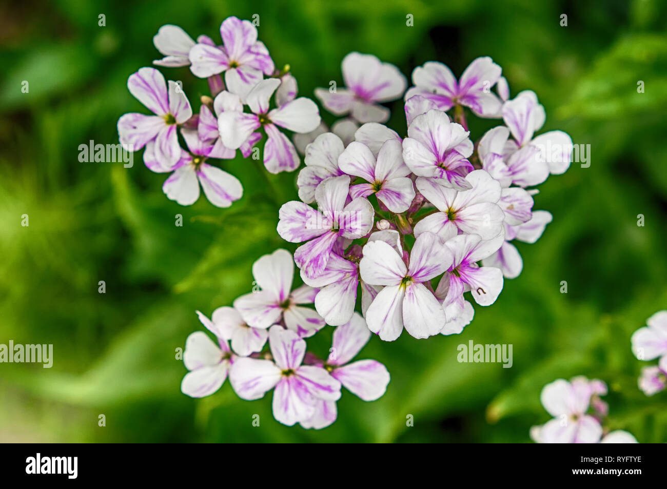 Closeup on purple gilliflower Hesperis matronalis Stock Photo - Alamy