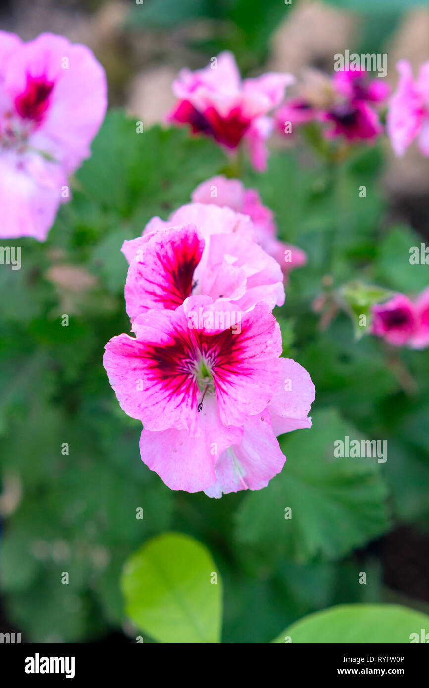 Pelargonium "Angel eyes", Geranium Angel's Perfume, Pink - white ...