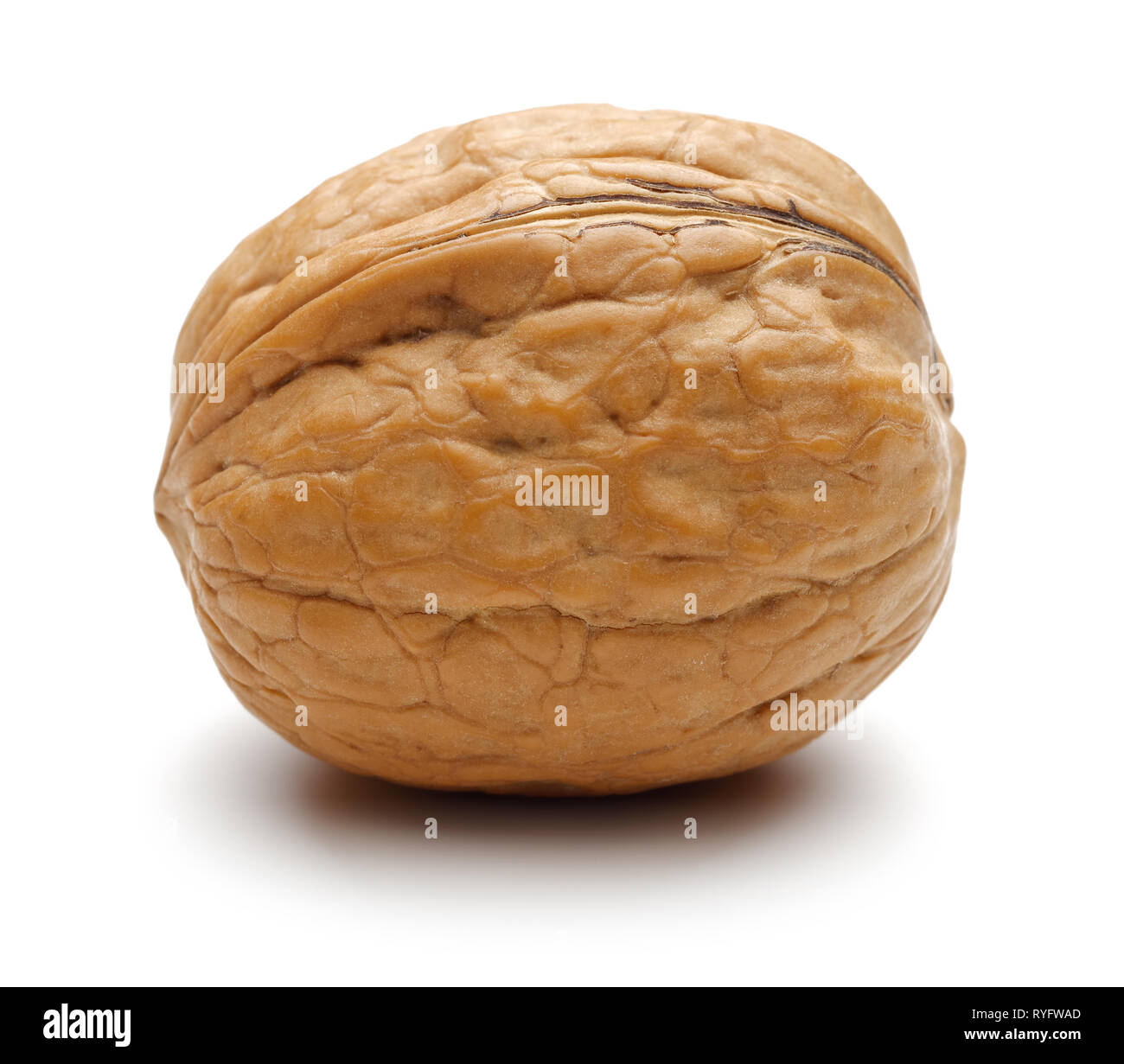 Single walnut isolated on white background Stock Photo - Alamy