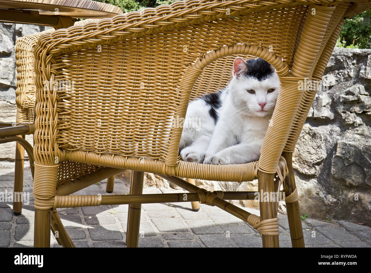 Cat relaxing on chair in street cafe Stock Photo - Alamy