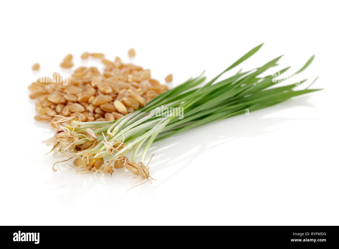 Wheat grains with green wheat sprouts isolated on white background ...