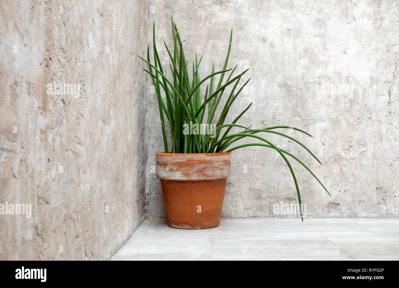flower pot and old grungy texture, grey concrete wall outdoor ...
