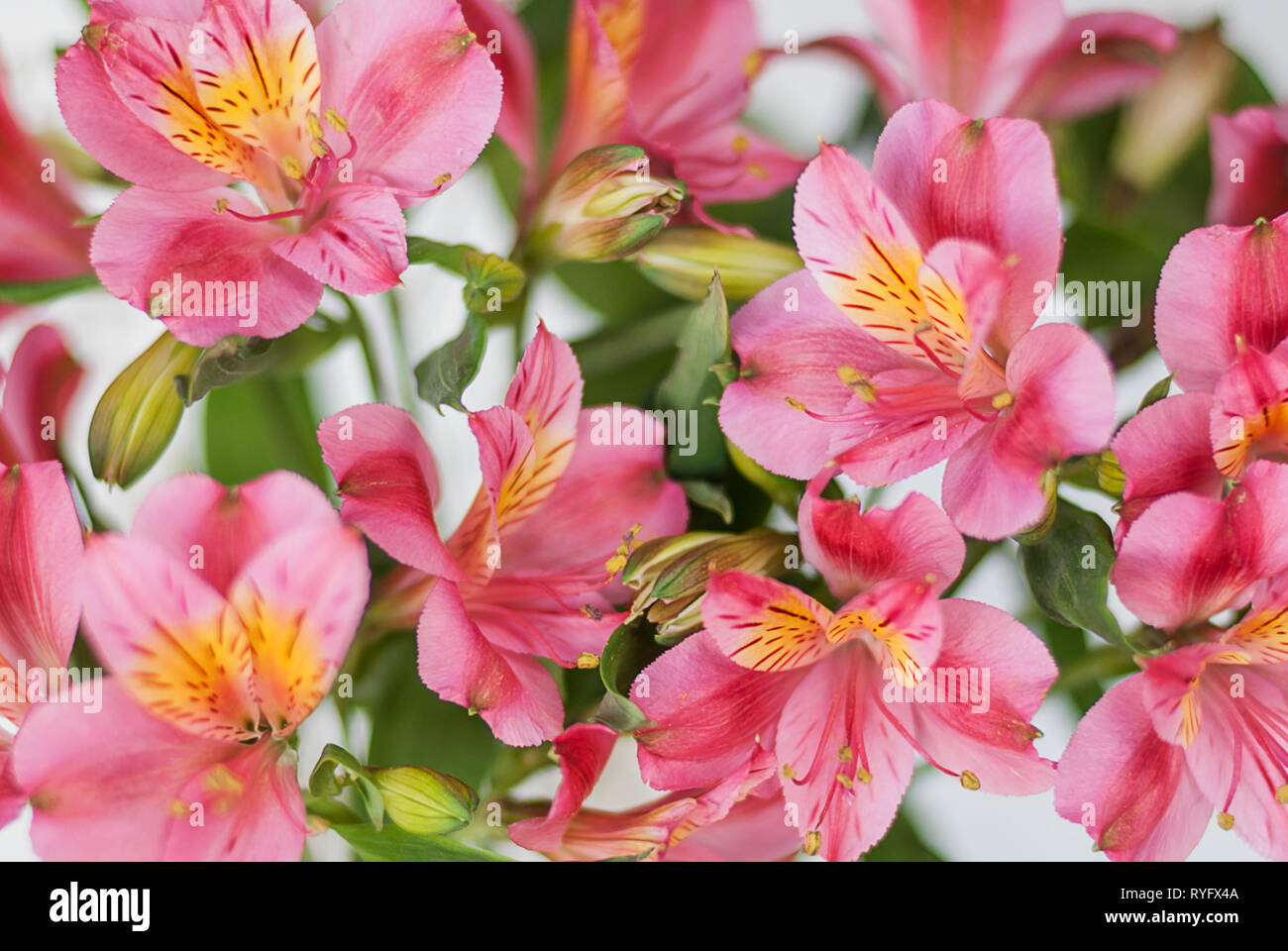 Beautiful bouquet of red alstroemeria flowers on a white background ...