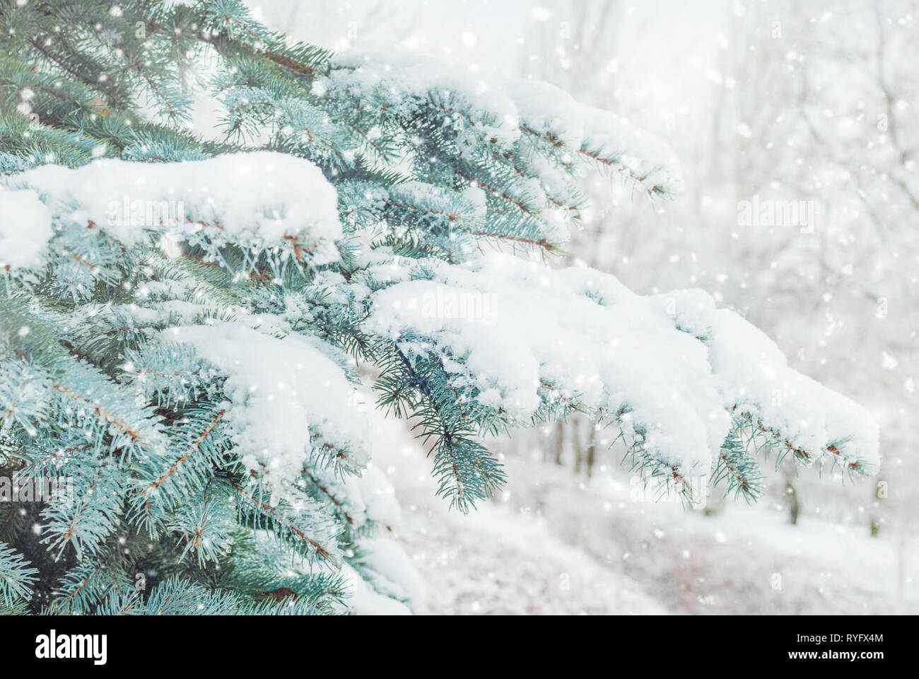 Branches of blue spruce, abundantly covered with snow during a snowfall ...