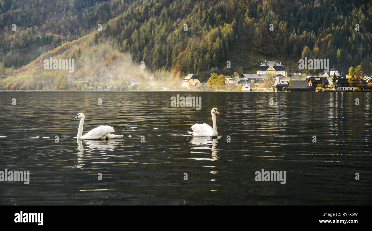 Beautiful swan swimming in crystal clear water of mountain Hallstatt ...