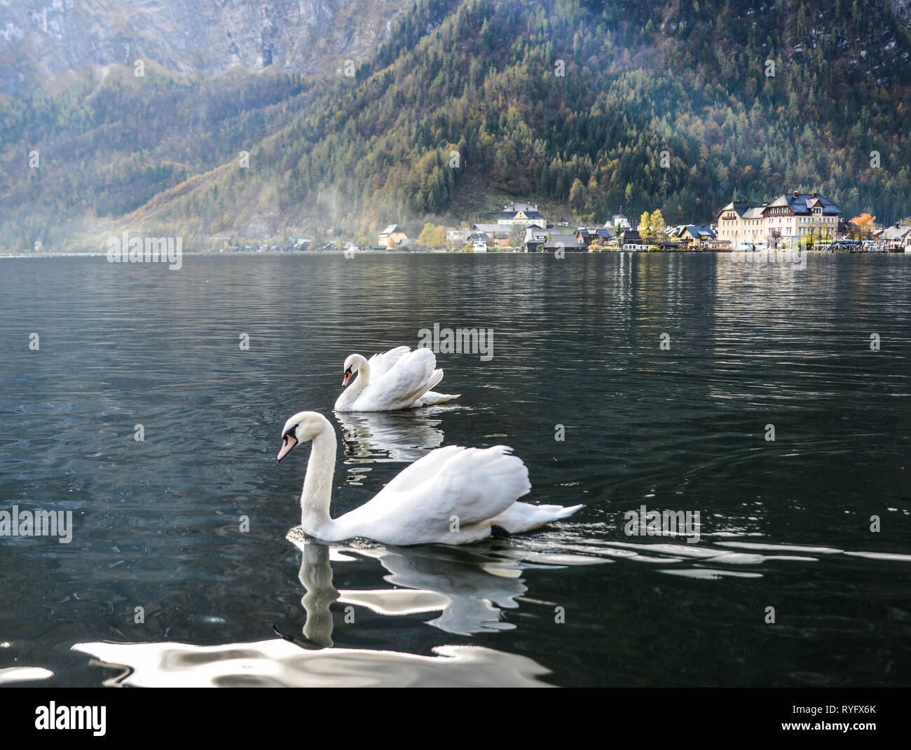 Beautiful swan swimming in crystal clear water of mountain Hallstatt ...