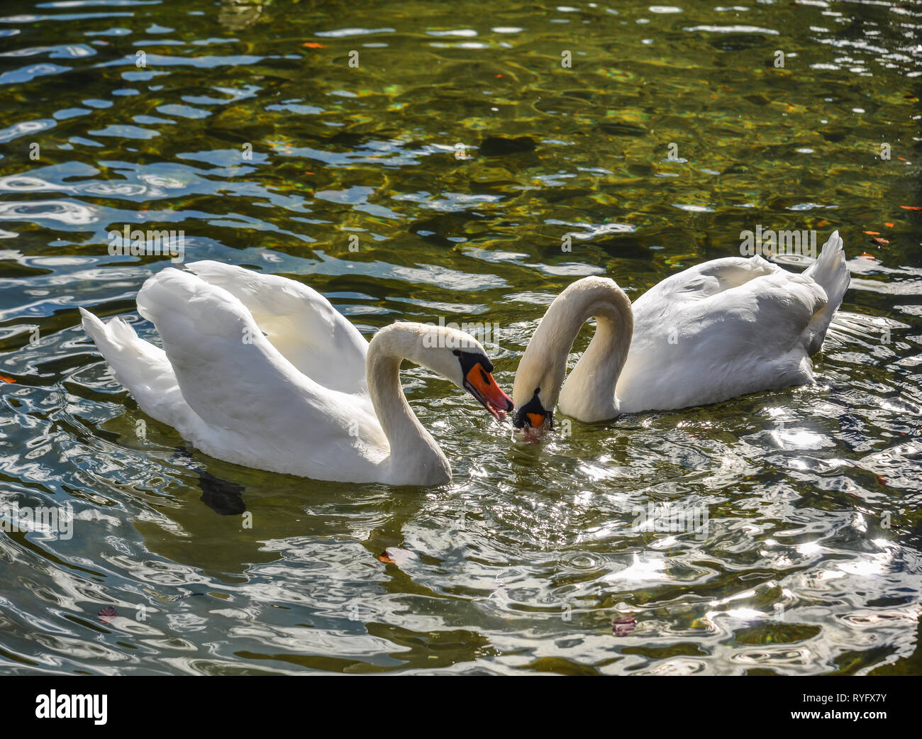 Beautiful swan swimming in crystal clear water of mountain Hallstatt ...