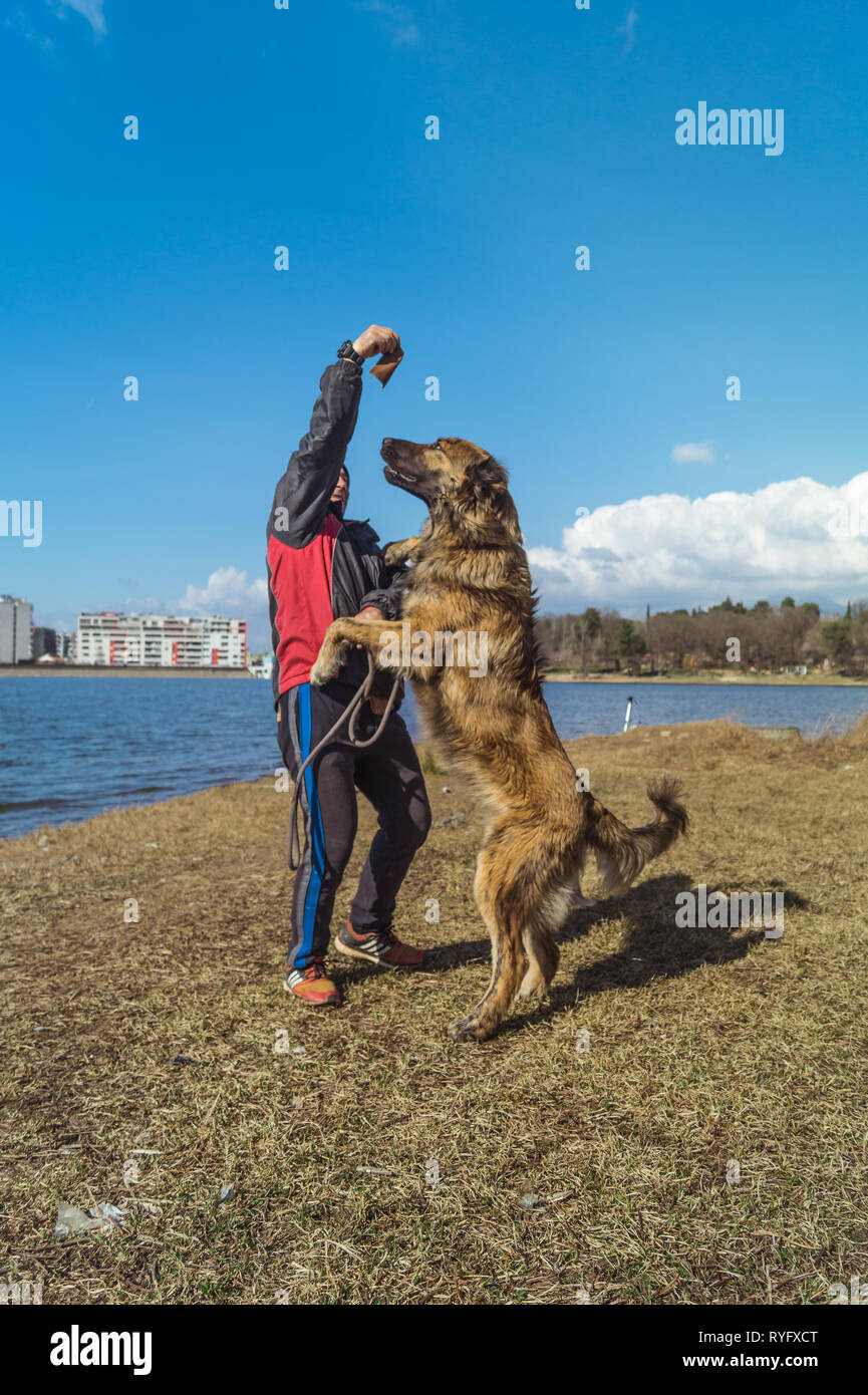 Tirana/Albania-03 02 2019: Bobi Caucasian dog playing with it's owner ...