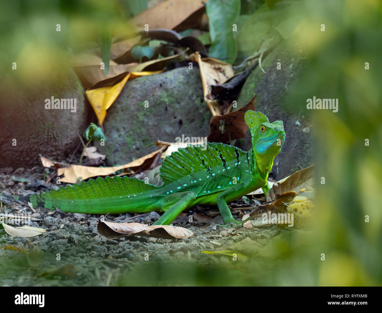 Male Green Basilisk Basiliscus plumifrons side view portrait Costa Rica ...