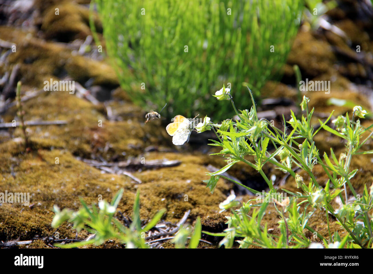 Anthocaris cadamines butterfly sitting on green grass Stock Photo - Alamy