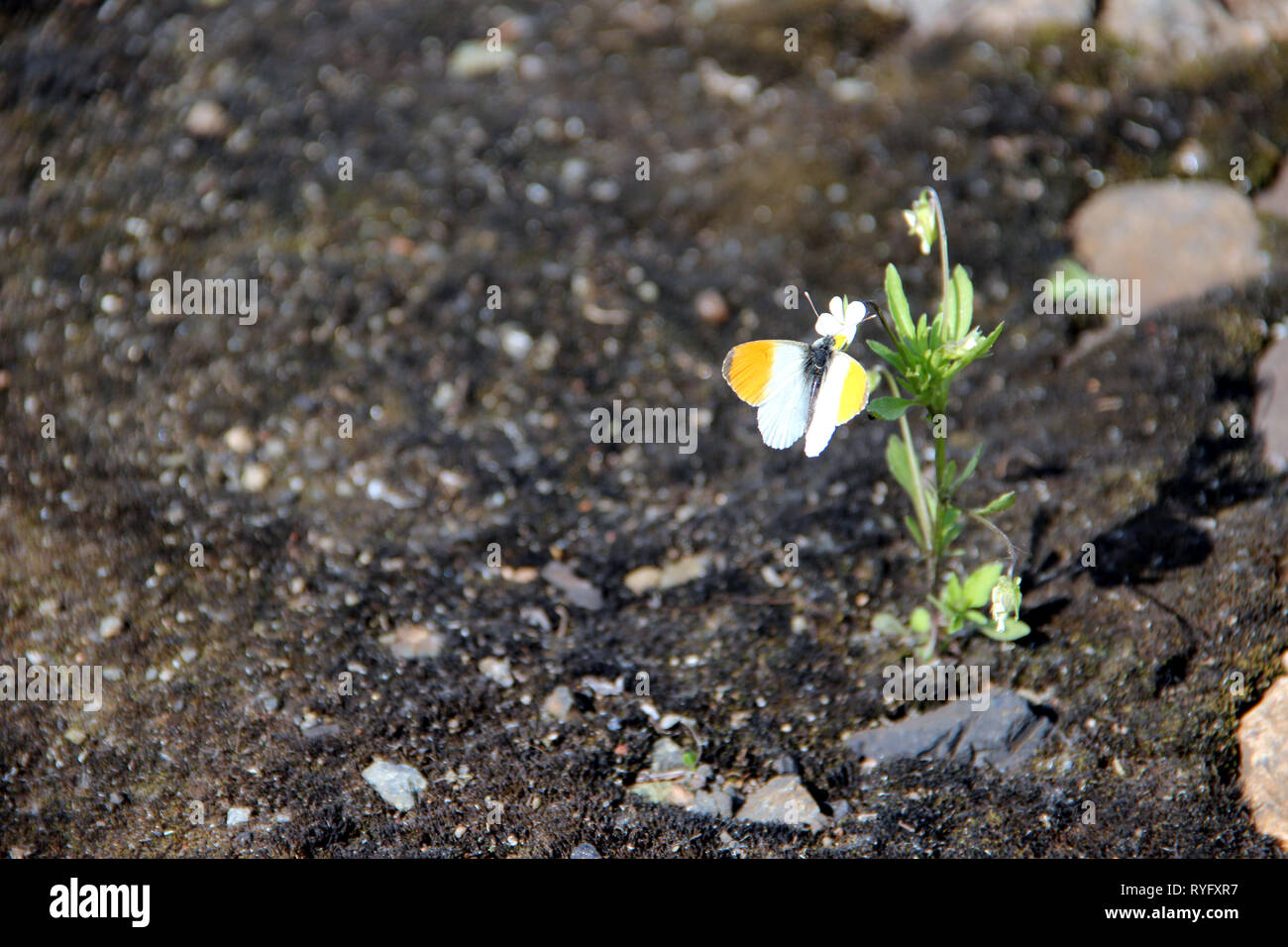 Anthocaris cadamines butterfly sitting on green grass Stock Photo - Alamy