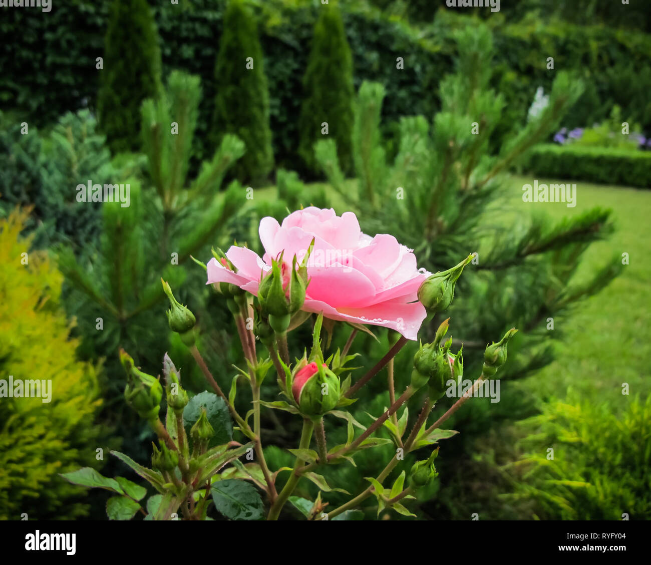 Beautiful pink rose with dew drops in the garden. Ideal for background ...