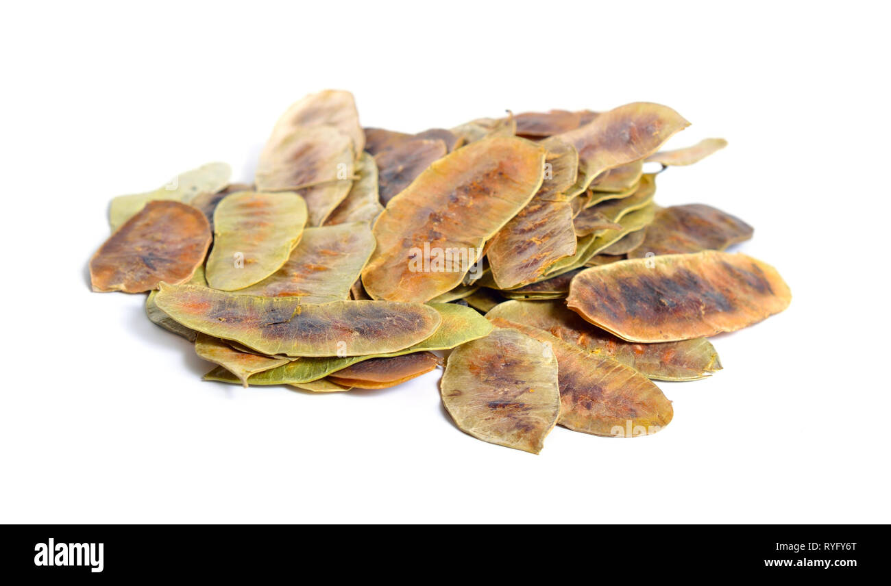 Alexandrina senna pods. Cassia senna, Egyptian senna, Tinnevelly senna ...