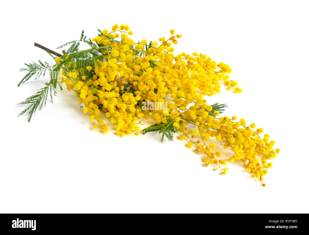 Acacia dealbata, known as silver wattle, blue wattle or mimosa isolated ...