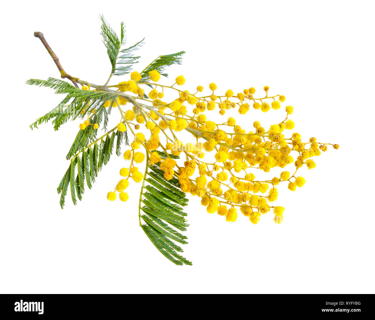 Acacia dealbata, known as silver wattle, blue wattle or mimosa isolated ...