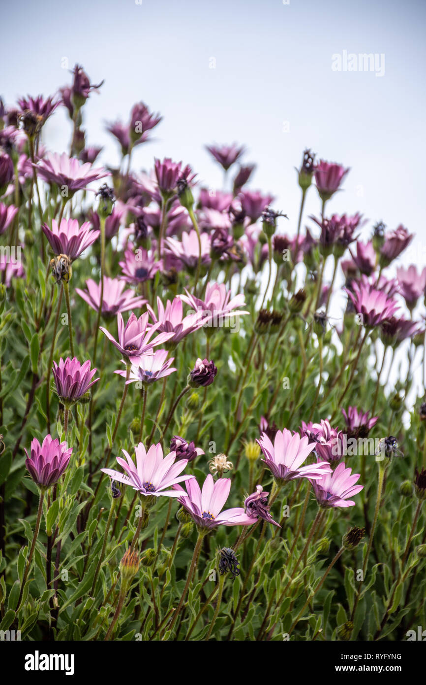 Pink set of daisies hi-res stock photography and images - Alamy