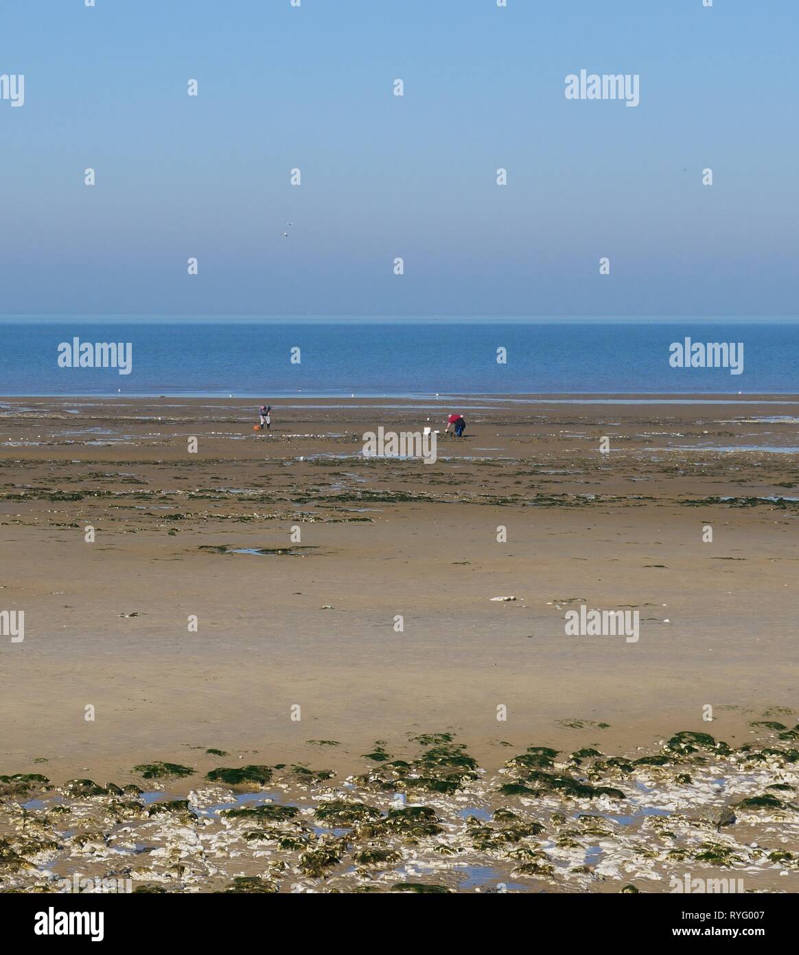 Cockling hi-res stock photography and images - Alamy
