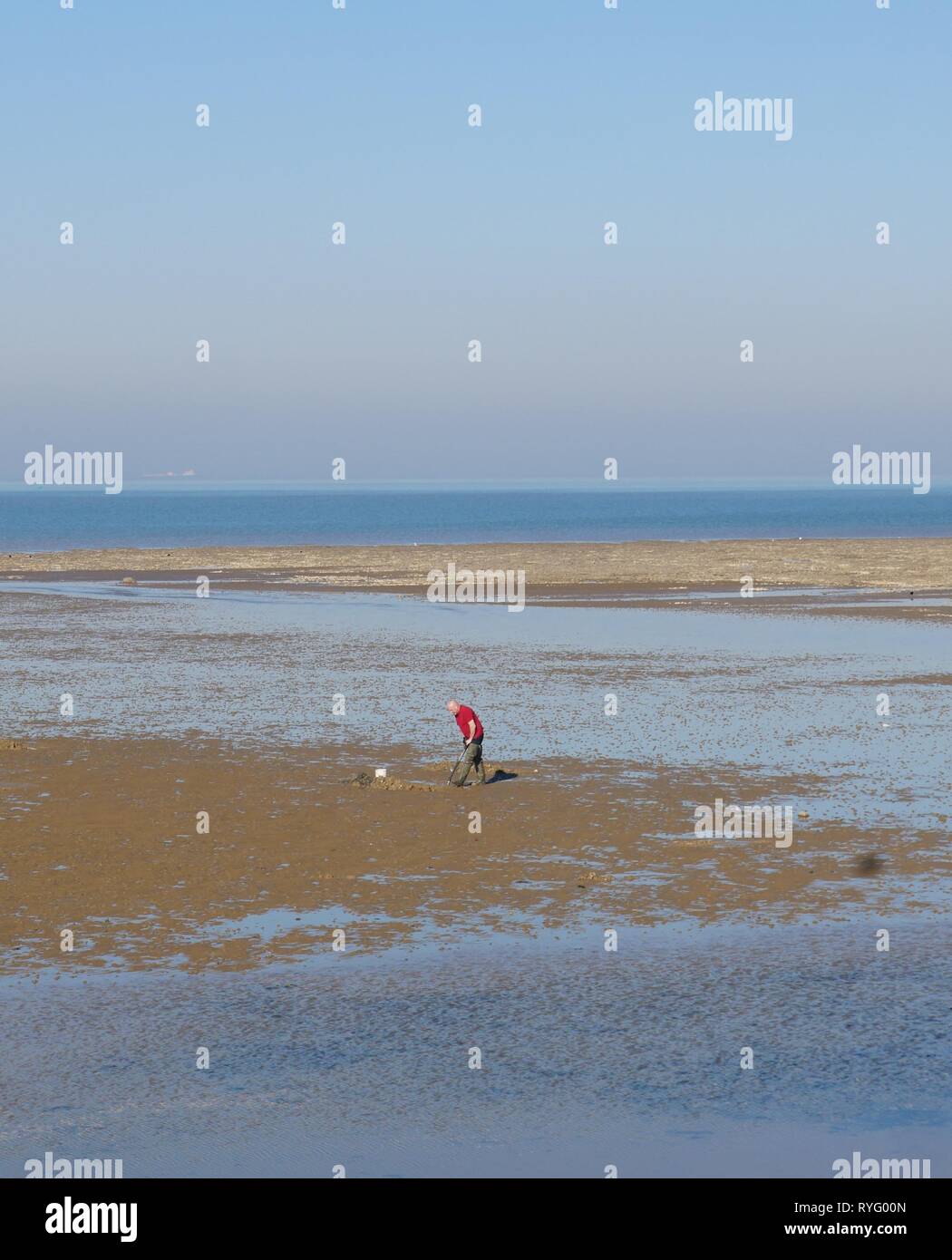 Man cockling at Minnis Bay, Birchington, Kent, England Stock Photo - Alamy