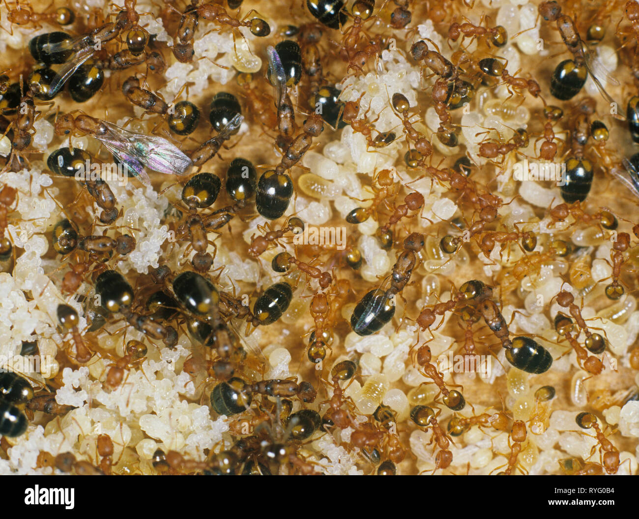 Ant eggs hi-res stock photography and images - Alamy